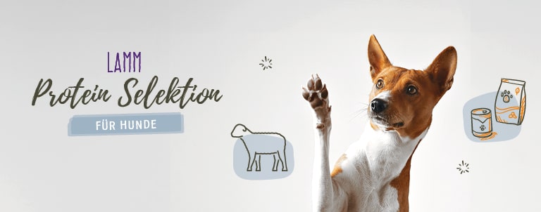 Hundefutter Monoprotein Lamm kaufen | Vet-Concept